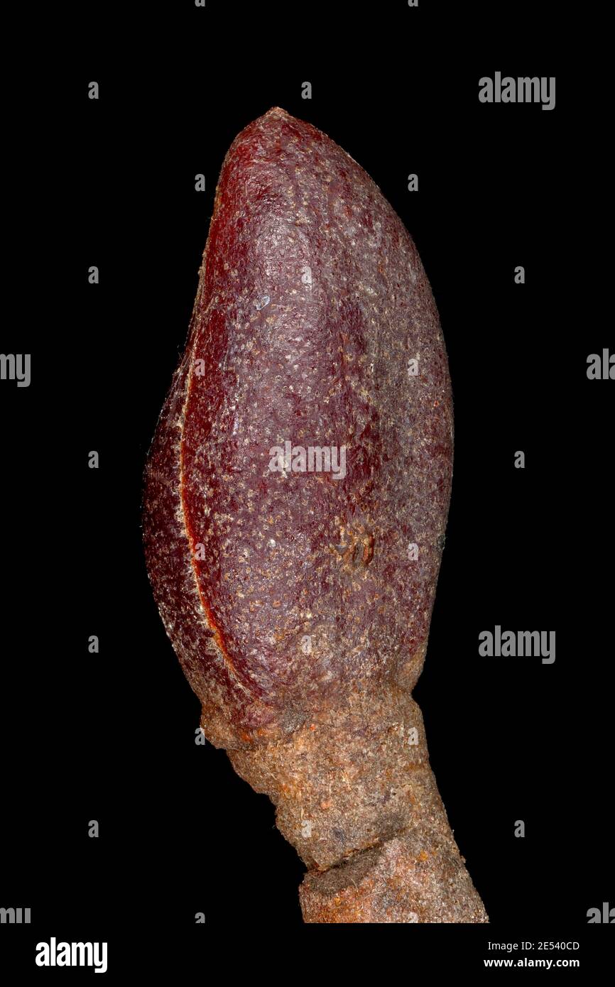 Alnus glutinosa botanical illustration hi-res stock photography and ...