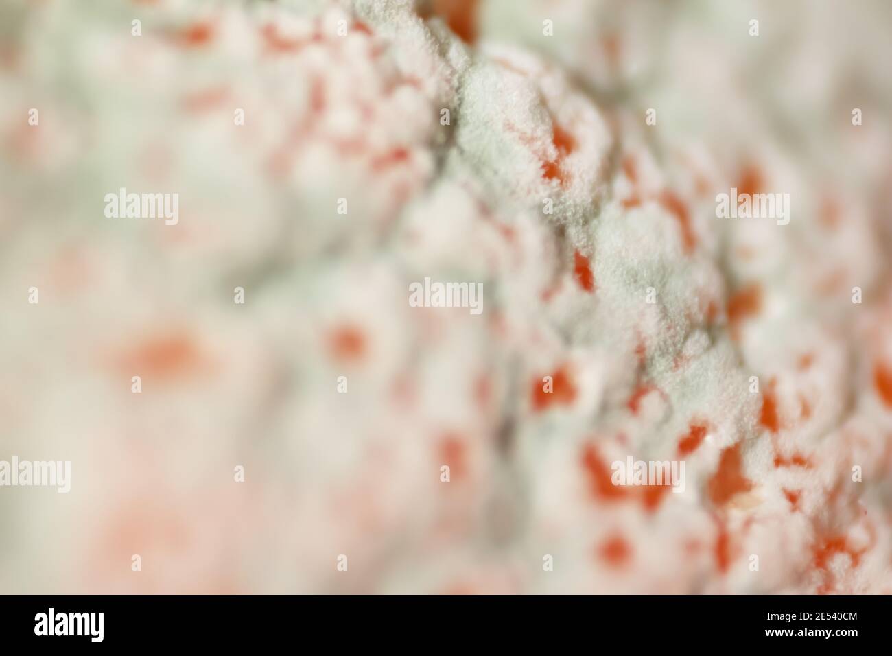 Moldy fruit hi-res stock photography and images - Alamy