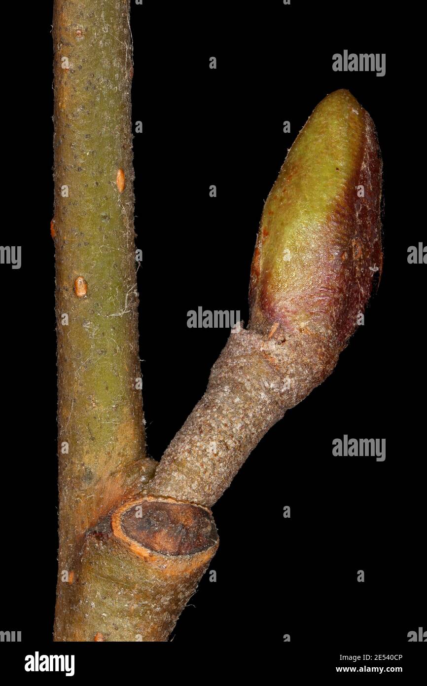 Alnus glutinosa botanical illustration hi-res stock photography and ...