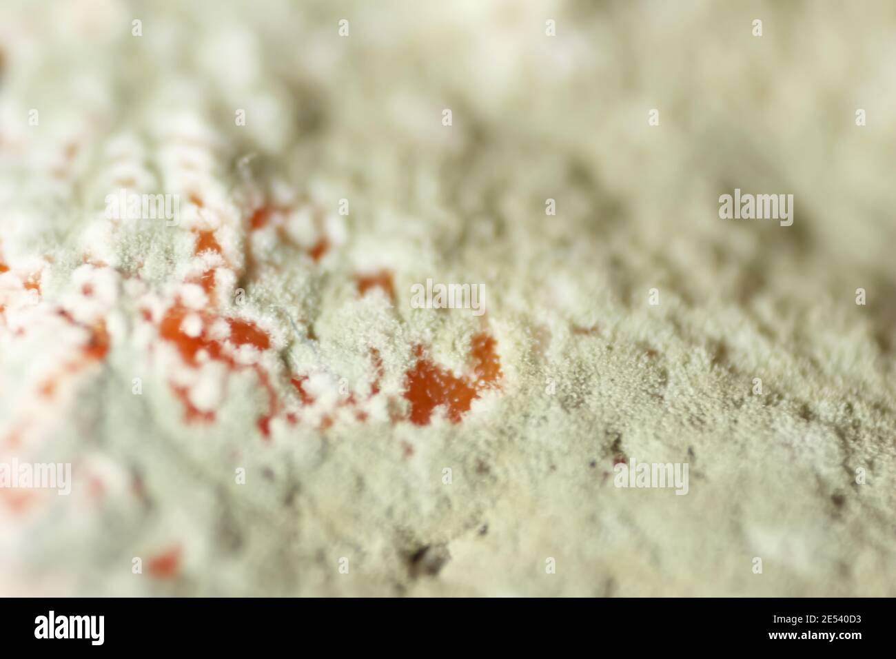 Macro mold. Close up moldy fruit. Abstract background. Selective focus ...