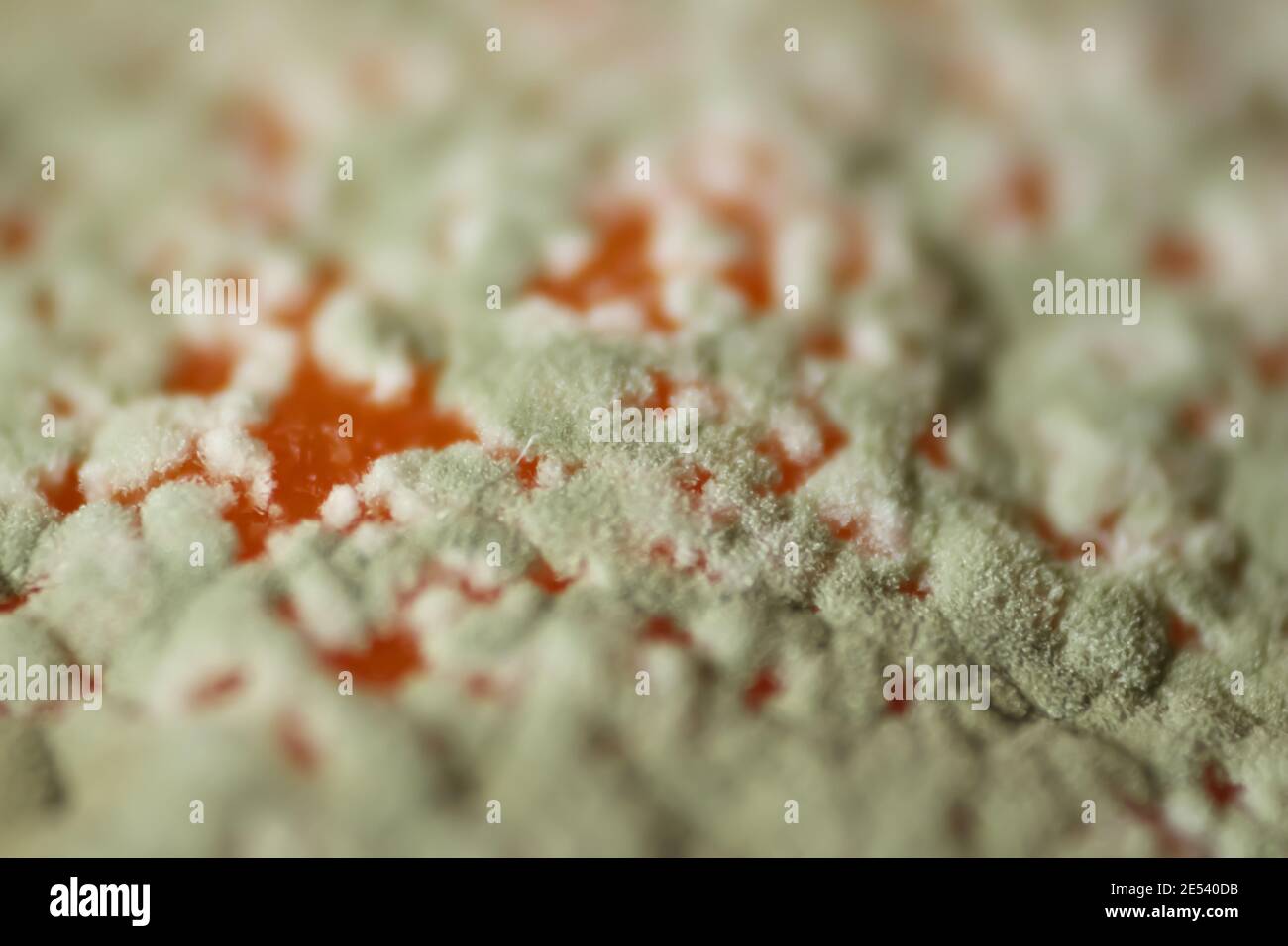 Fungal Decay High Resolution Stock Photography and Images - Alamy