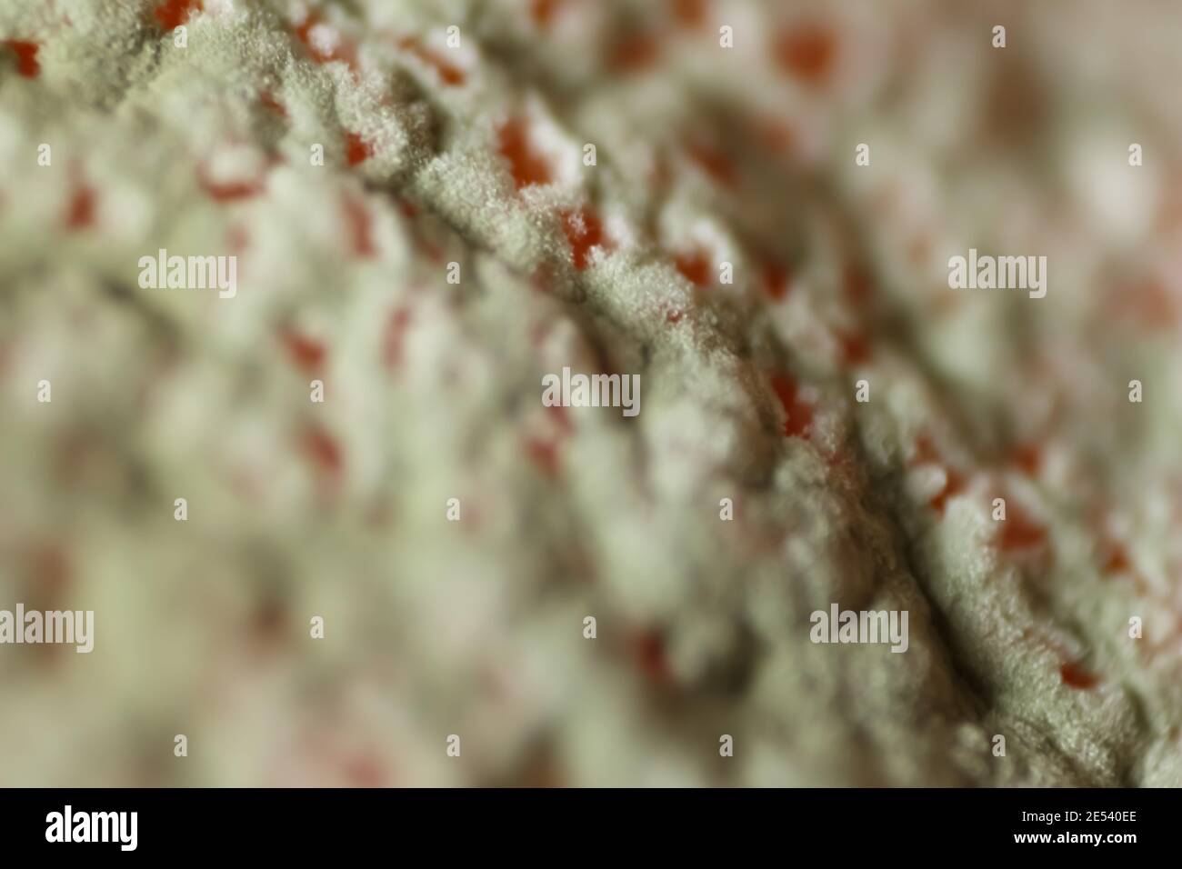 Macro mold. Close up moldy fruit. Abstract background. Selective focus ...