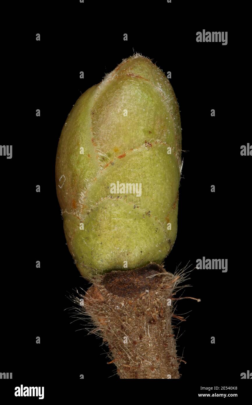 Terminal bud hi-res stock photography and images - Alamy