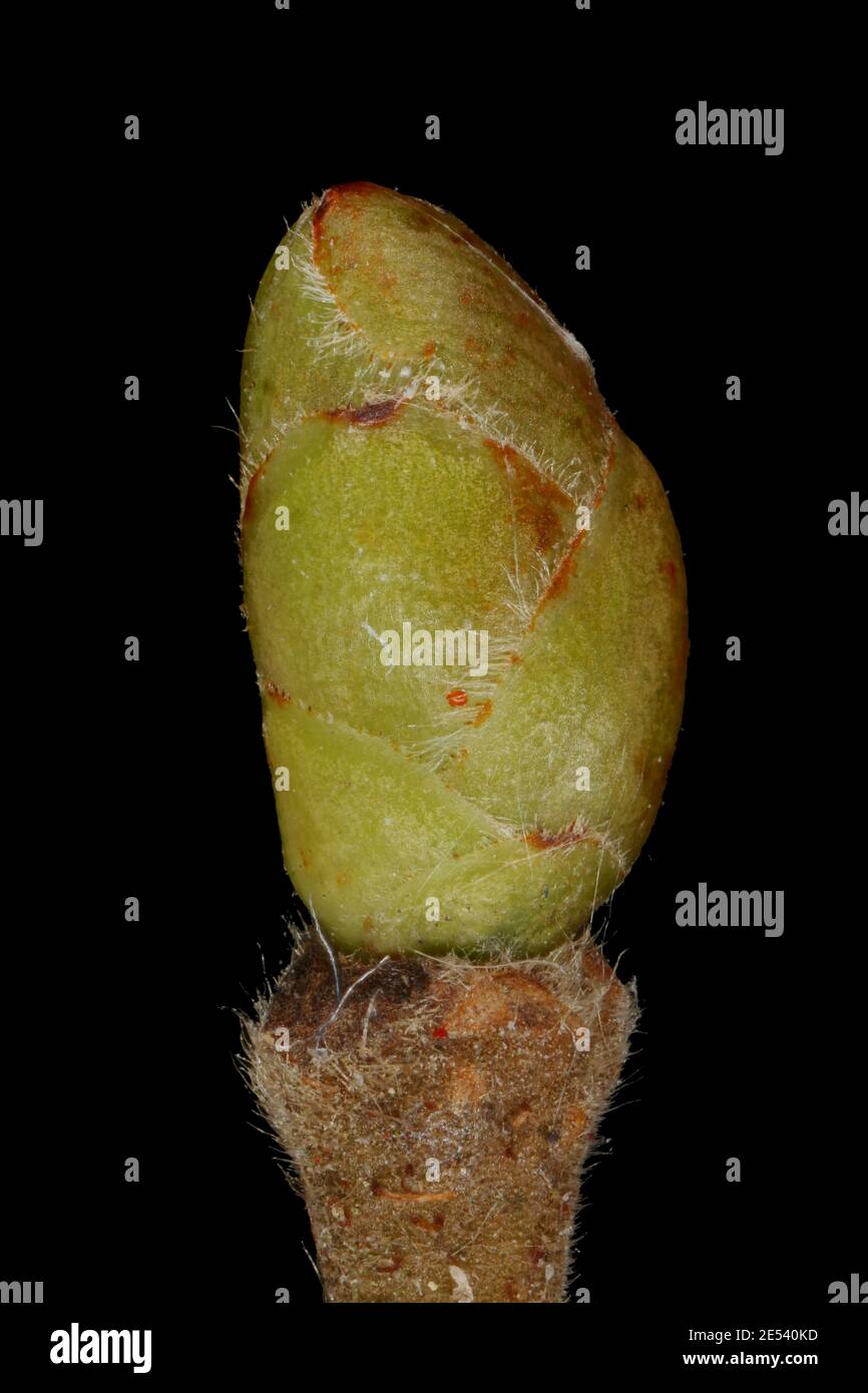 Terminal bud hi-res stock photography and images - Alamy