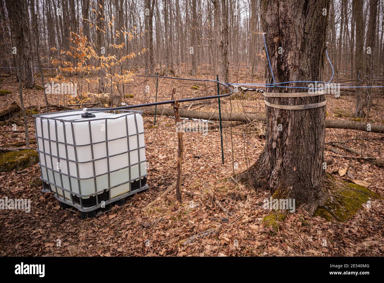 Maple Sap Collection in Ontario Stock Photo - Alamy