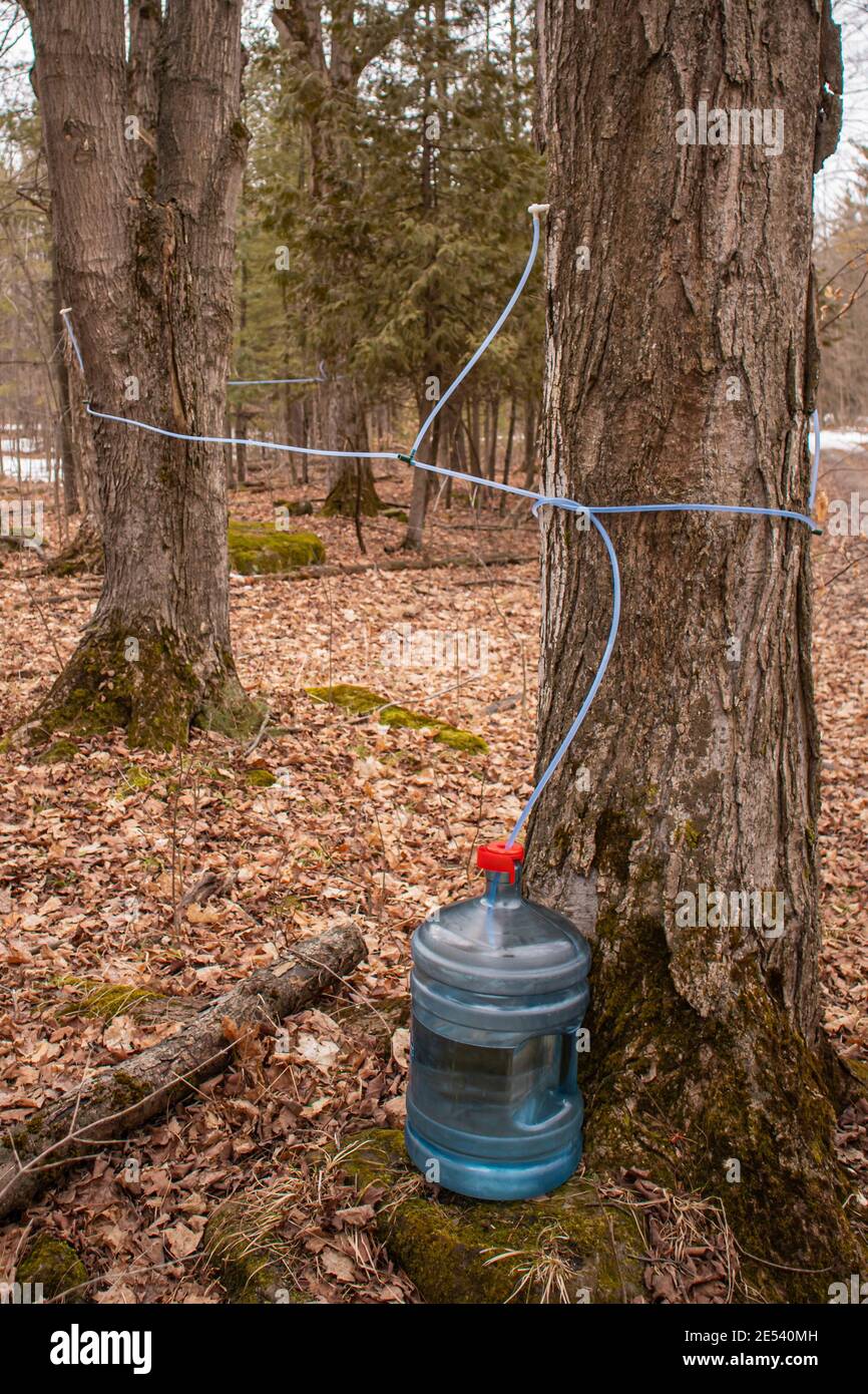 Maple syrup lines hi-res stock photography and images - Alamy