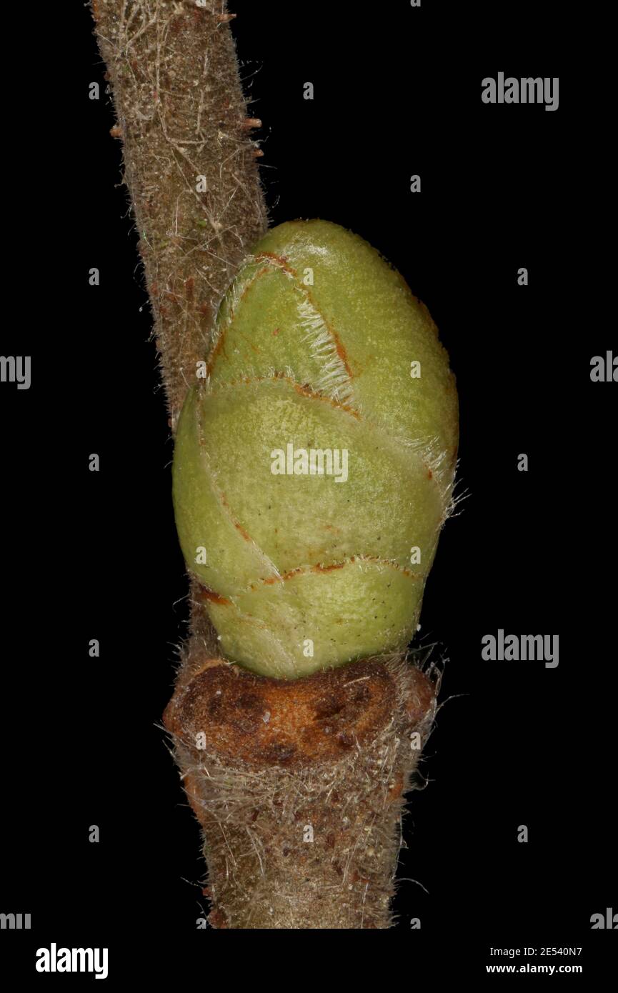 Lateral bud hi-res stock photography and images - Alamy