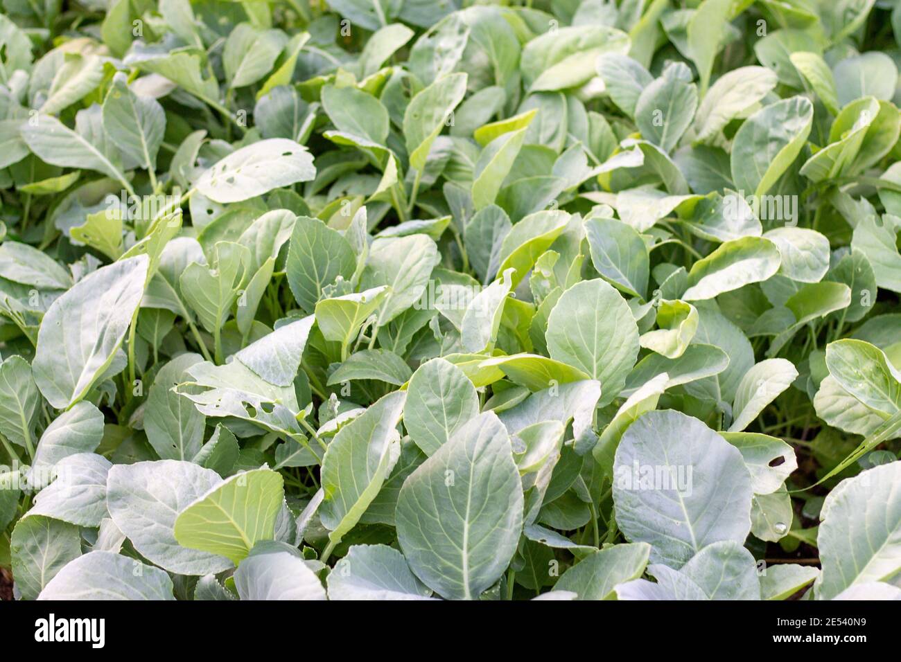 Kale, a small plant in a vegetable field grown by villagers. To serve ...