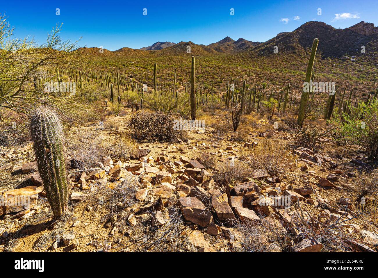 Saguaro National Park landscape Stock Photo - Alamy