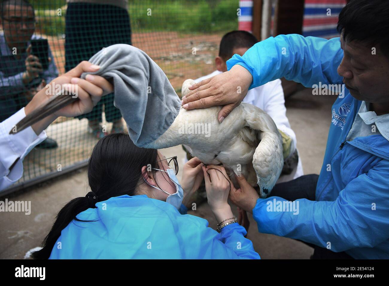 Stroke bird hi-res stock photography and images - Alamy