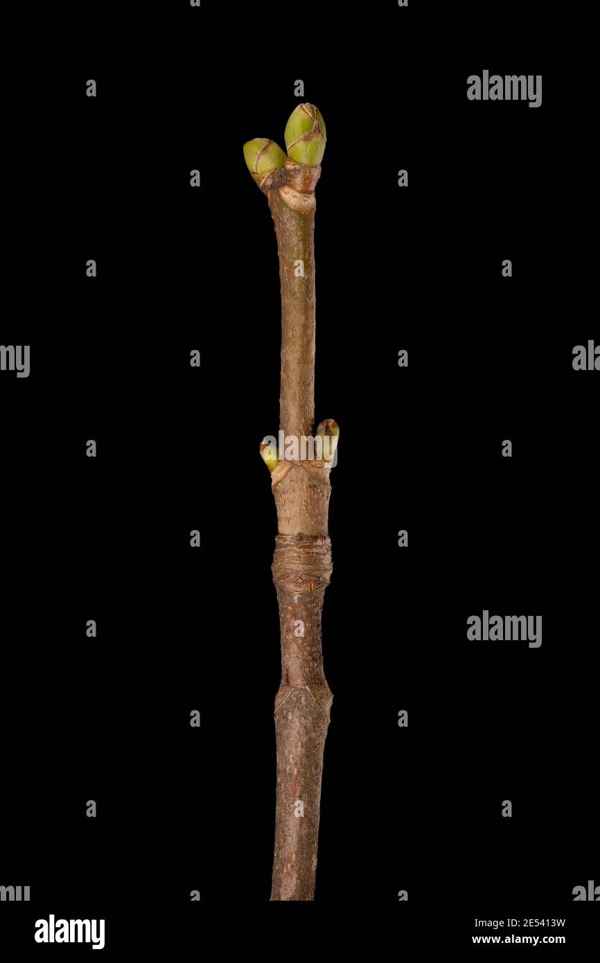 Acer pseudoplatanus botanical illustration hi-res stock photography and ...
