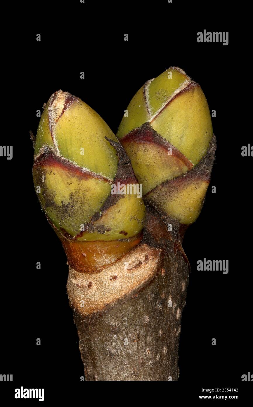 Acer pseudoplatanus botanical illustration hi-res stock photography and ...