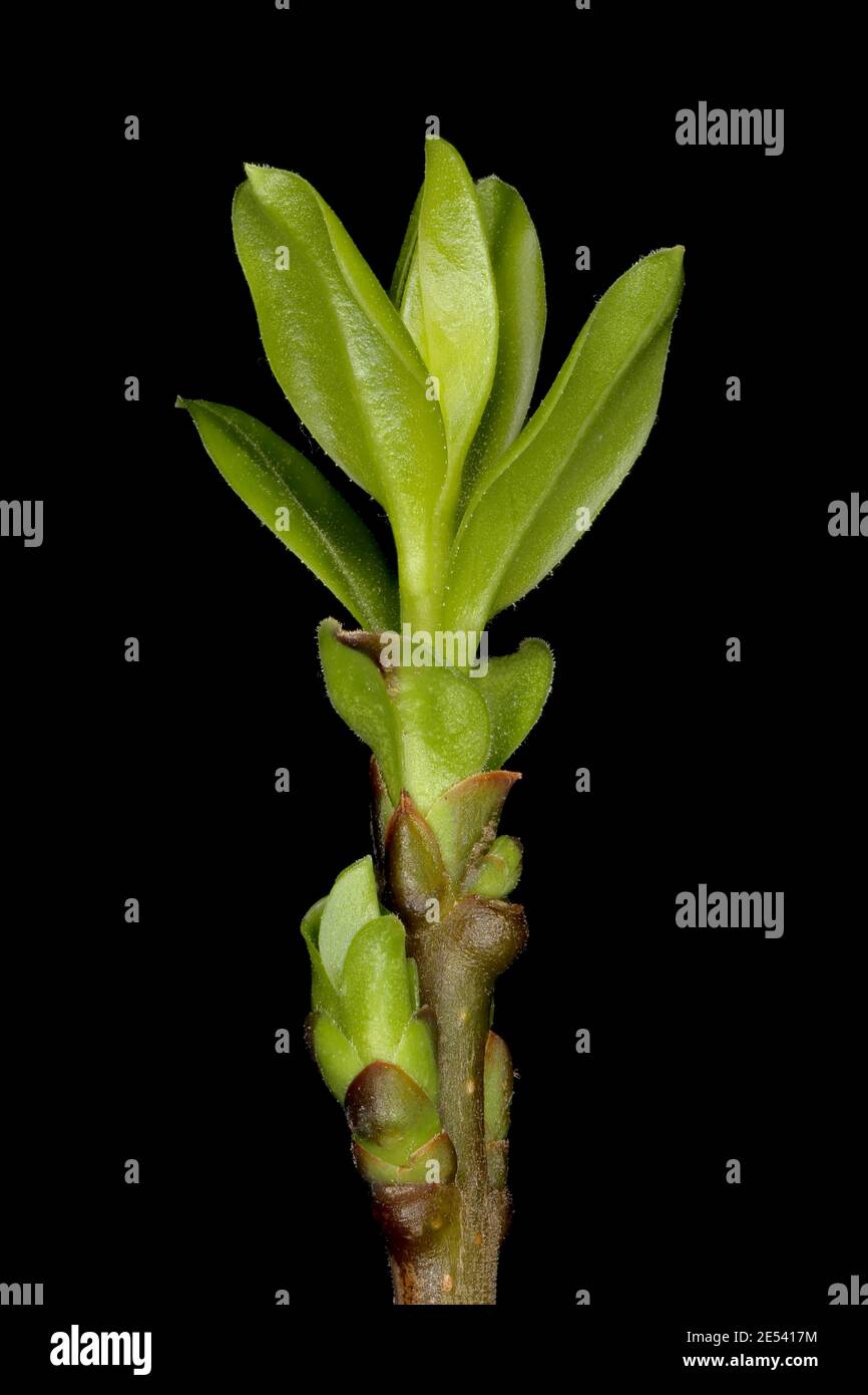 Privet leaf hi-res stock photography and images - Alamy