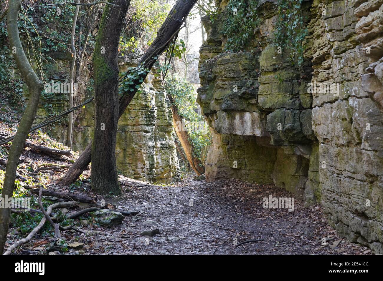 Closeup shot pathway surrounded hi-res stock photography and images - Alamy