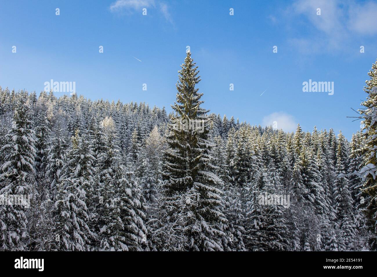 Frozen fir trees hi-res stock photography and images - Alamy