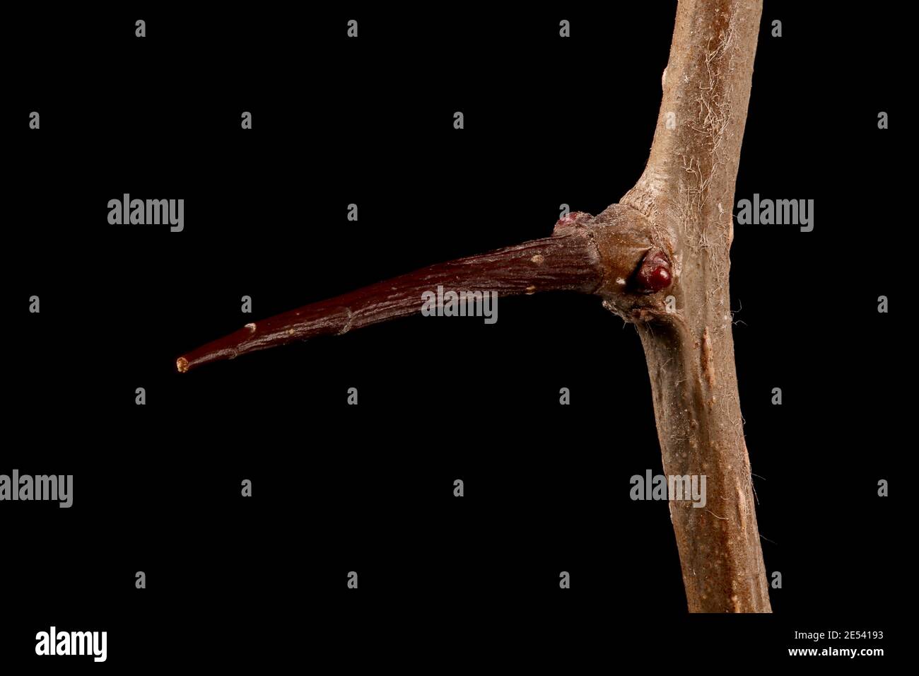 Midland hawthorn crataegus laevigata hi-res stock photography and ...