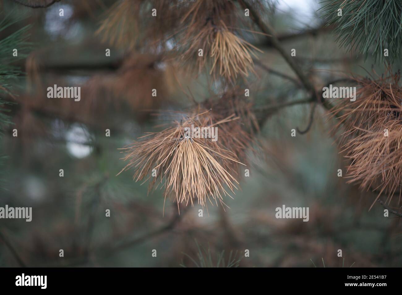 branches of old dry pine in winter Stock Photo - Alamy