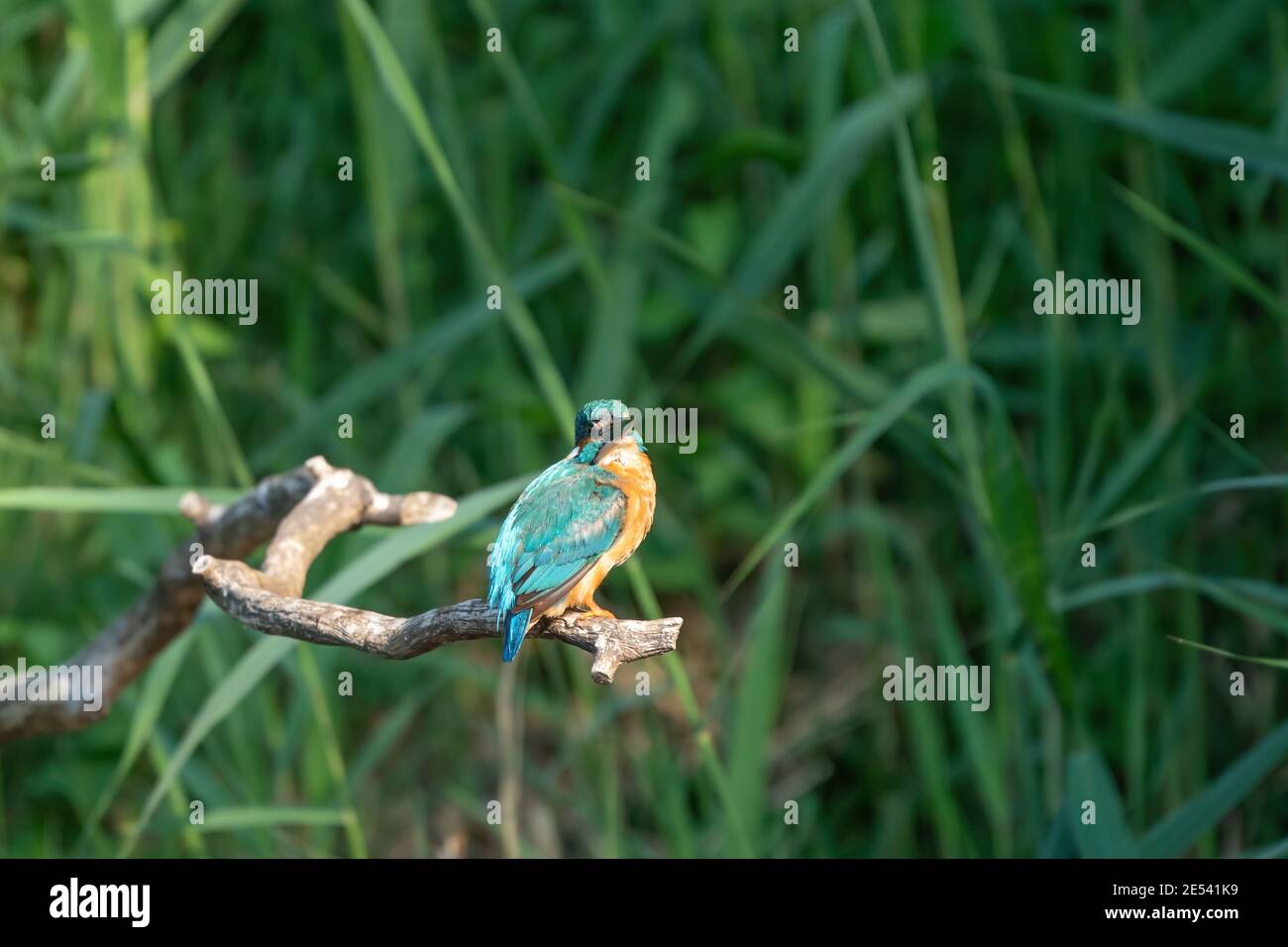 Beautiful blue Kingfisher bird, male Common Kingfisher, sitting on a ...