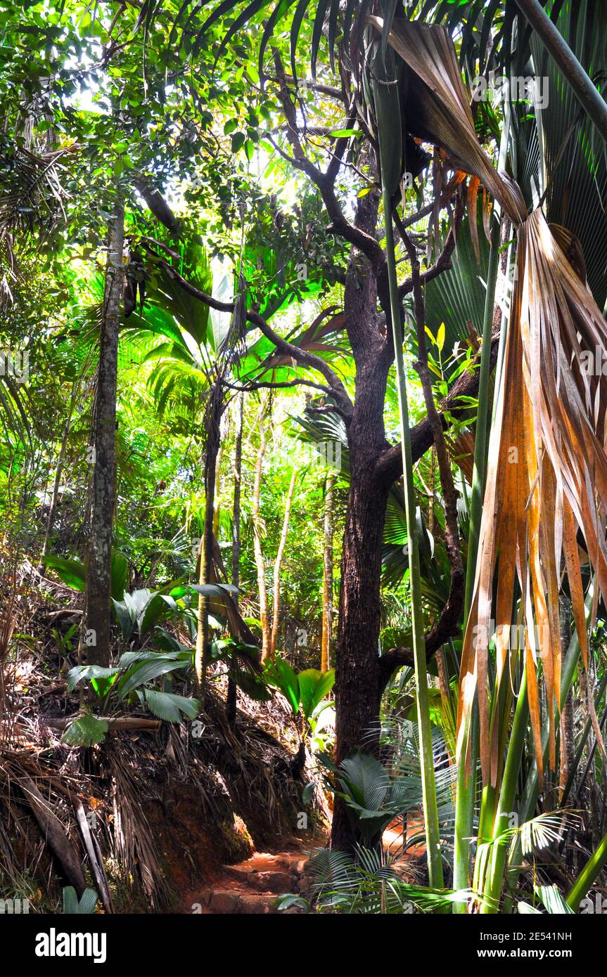 A vertical shot of tropical different plants and trees in the jungle ...