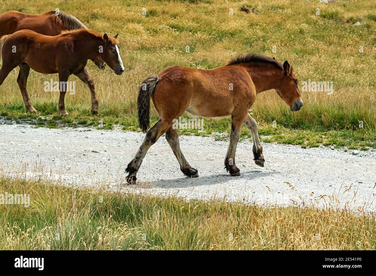 Selective Focus - Young foal of a herd of wild horses in the Andorran ...