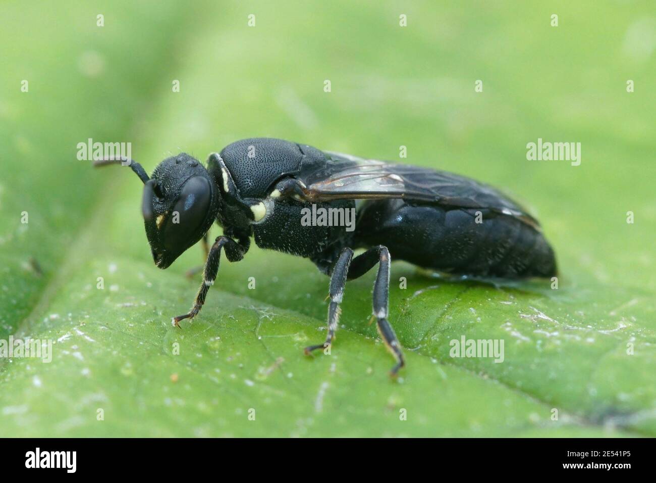 Close up of a female Large Yellow-face Bee, Hylaeus signatus Stock ...