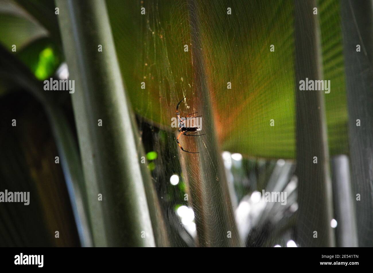 Coconut spider hi-res stock photography and images - Alamy