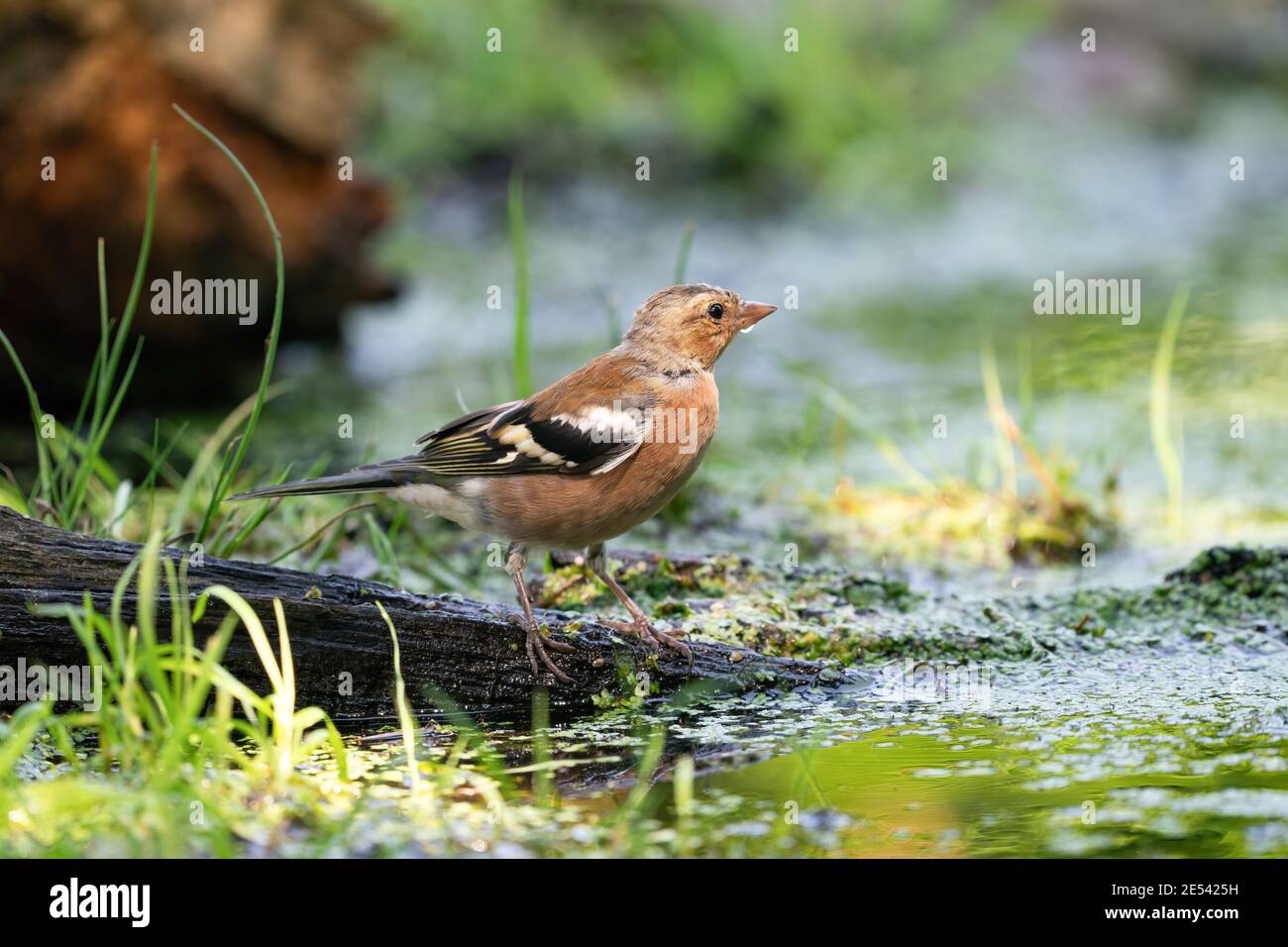 Goldfinch with a red head, songbird, standing on the water's edge, with ...