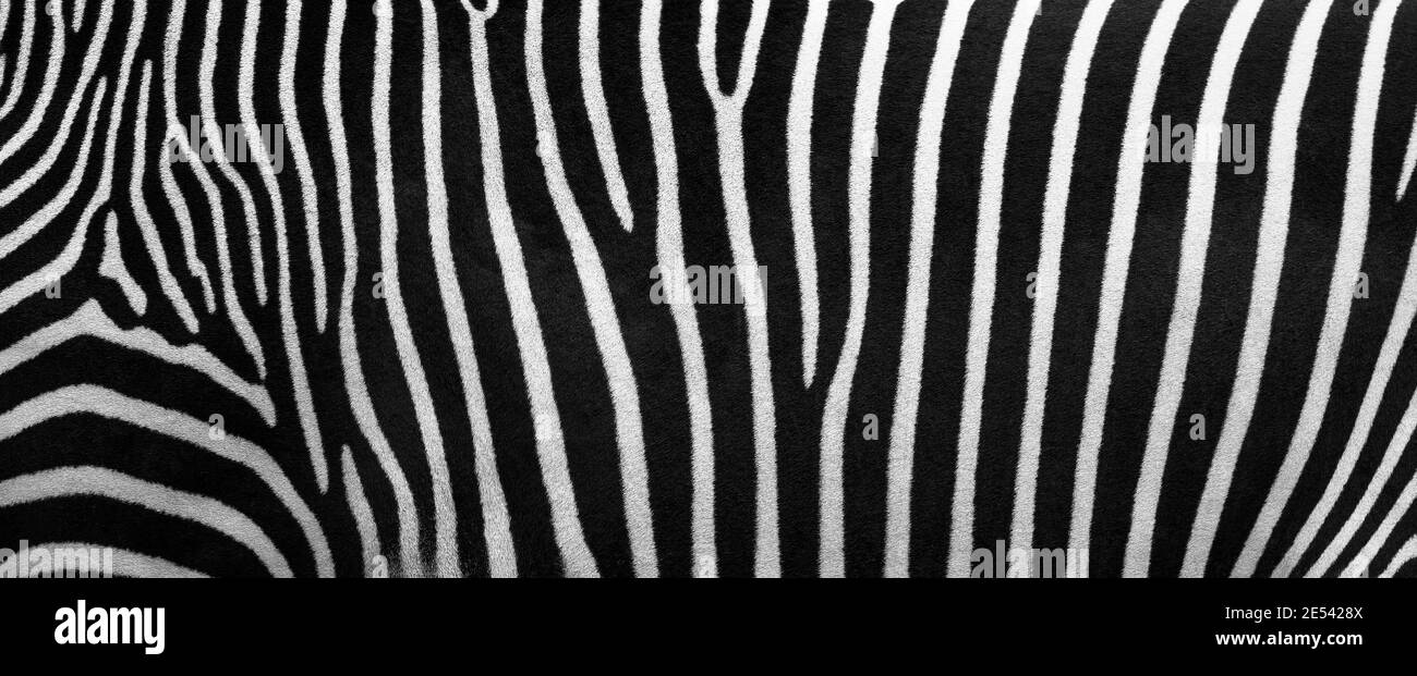 Zebra stripes, Beautiful natural background. Close-up view of zebra ...
