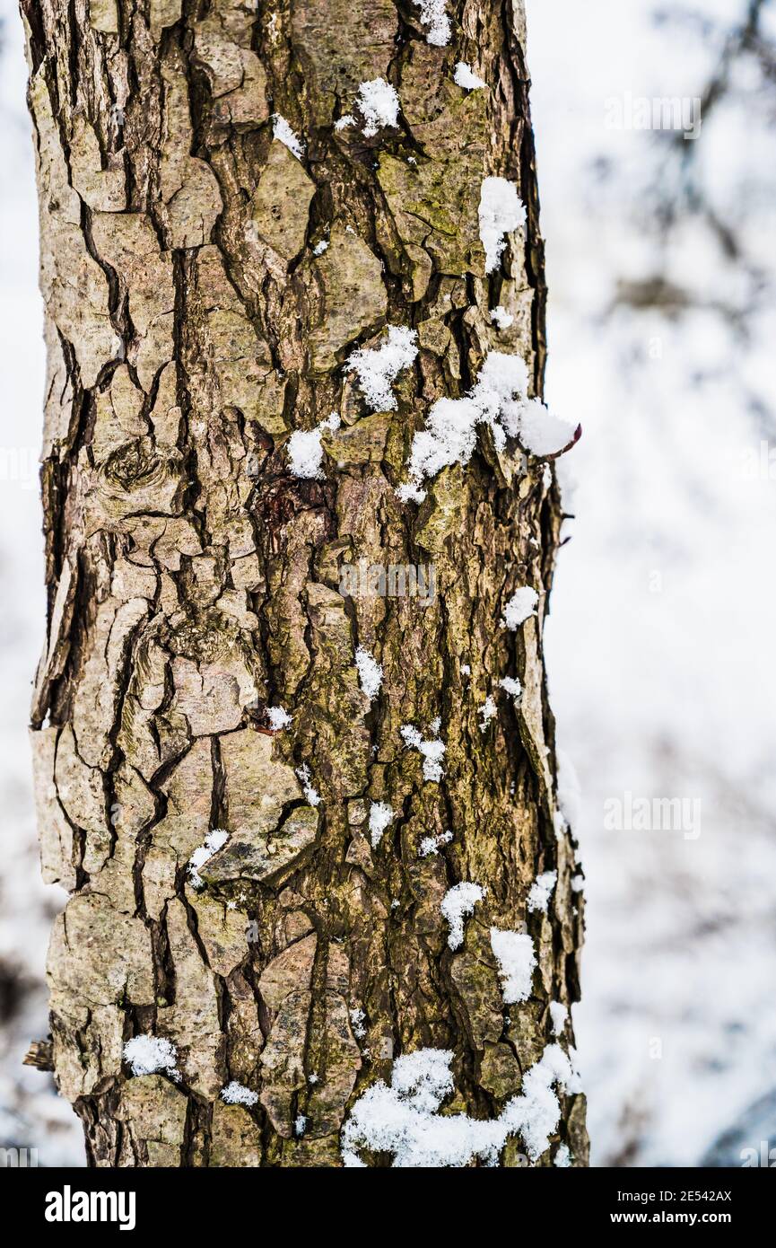 Vertical shot frozen twigs hi-res stock photography and images - Alamy