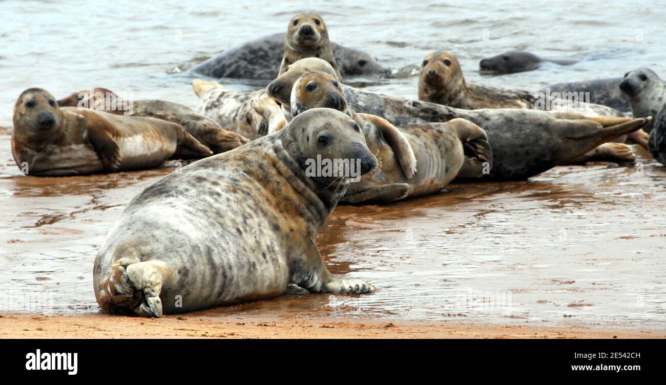 Grey Seals hauled out on a sandy beach Stock Photo - Alamy