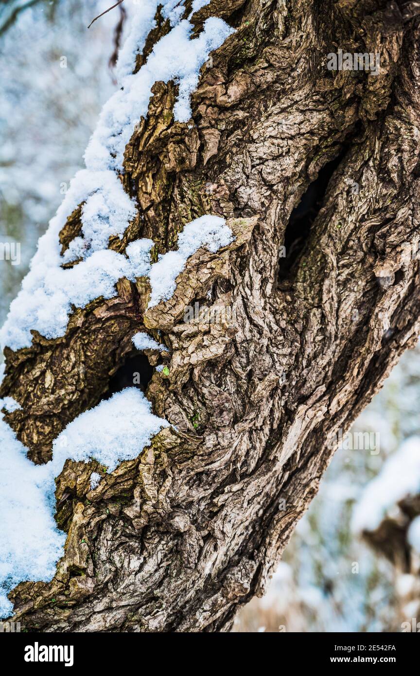 Vertical shot frozen twigs hi-res stock photography and images - Alamy