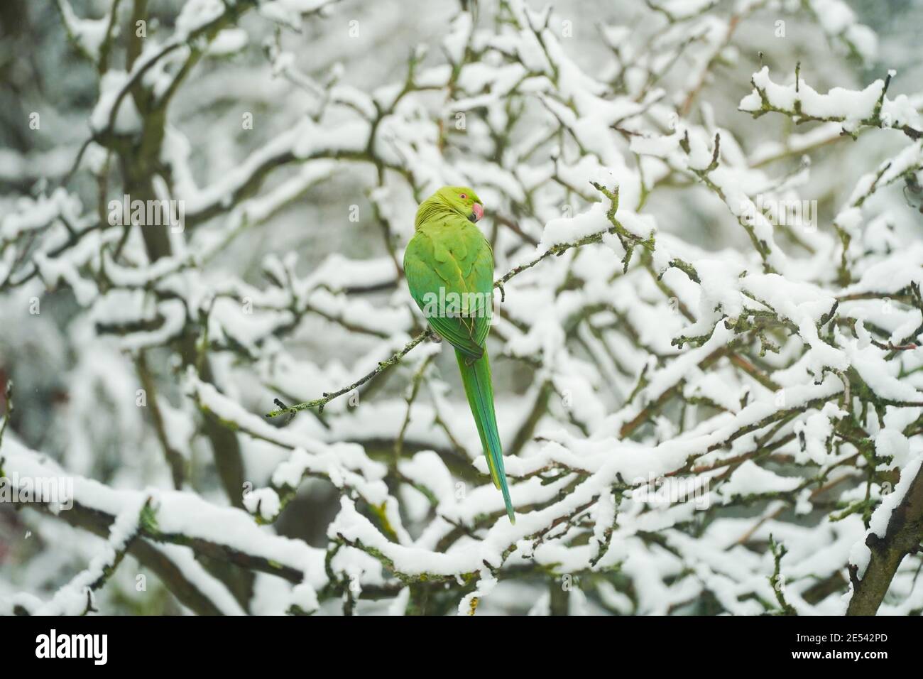 A green parakeet in a tree after a day of snow in London. Photo date ...