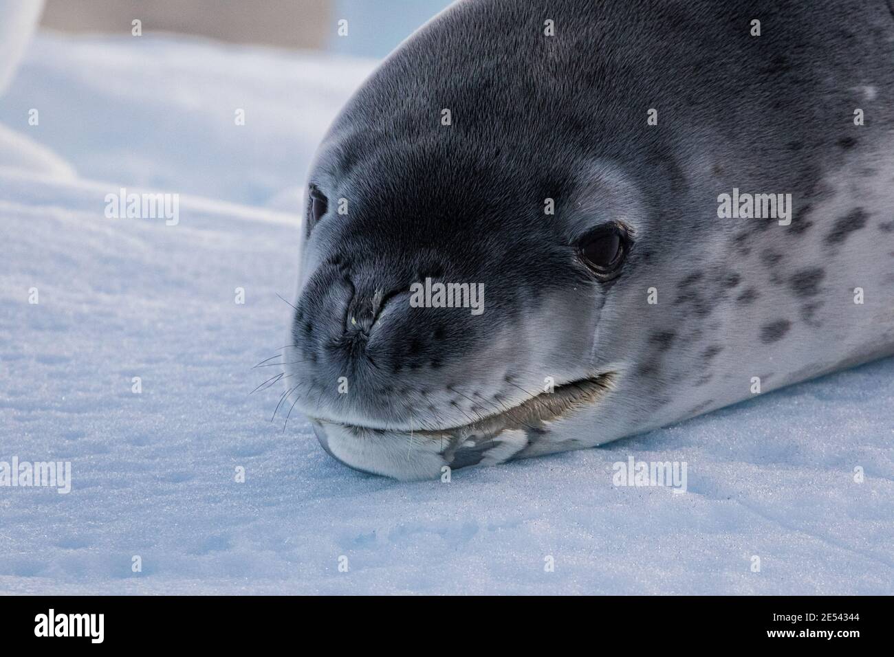 Leopard Seal Baby High Resolution Stock Photography and Images - Alamy