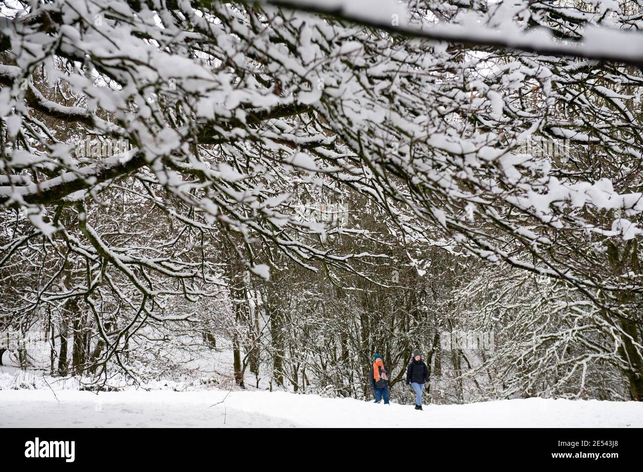 Lickey hills country park winter hi-res stock photography and images ...