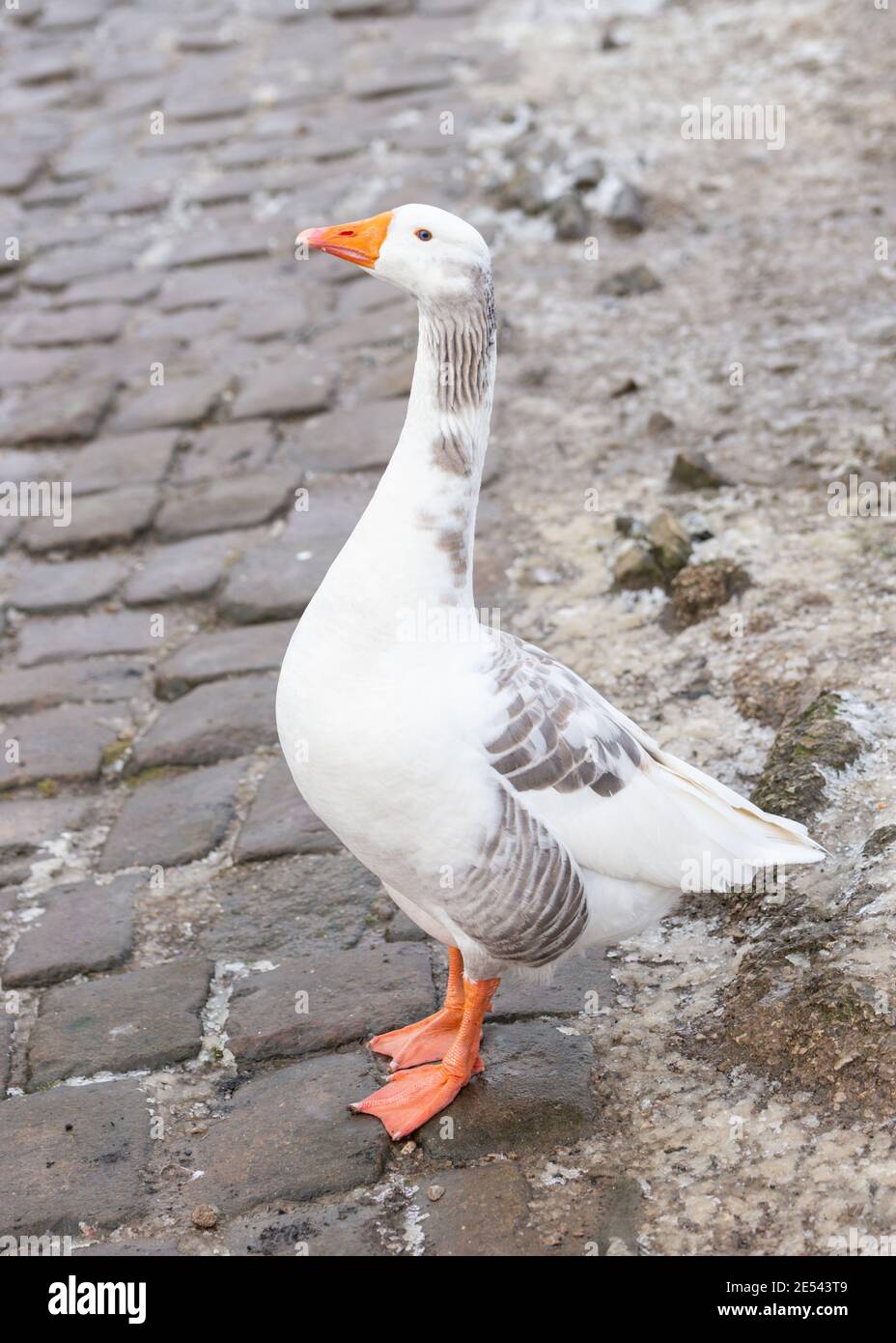 Emden or Embden goose, a descendent of the greylag goose anser anser ...