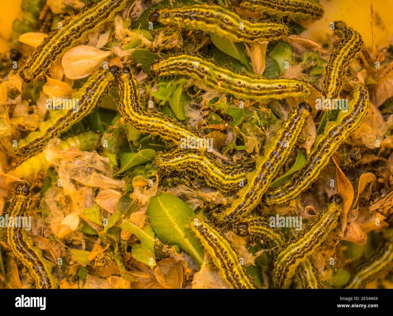Box tree moth larvae hi-res stock photography and images - Alamy