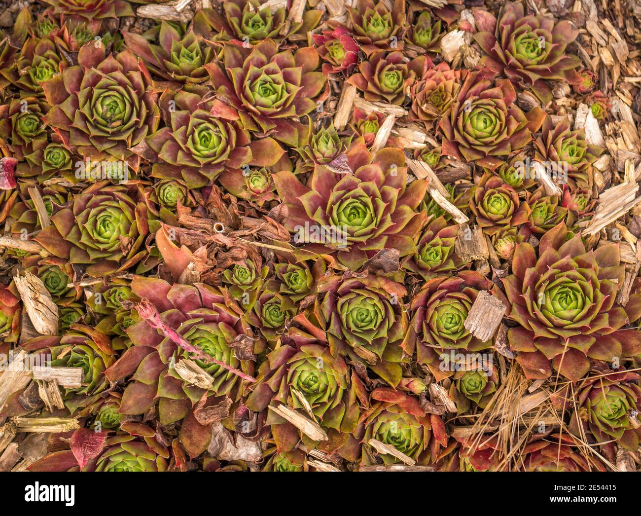 Top view of growing houseleeks, rosette-forming succulent evergreen ...