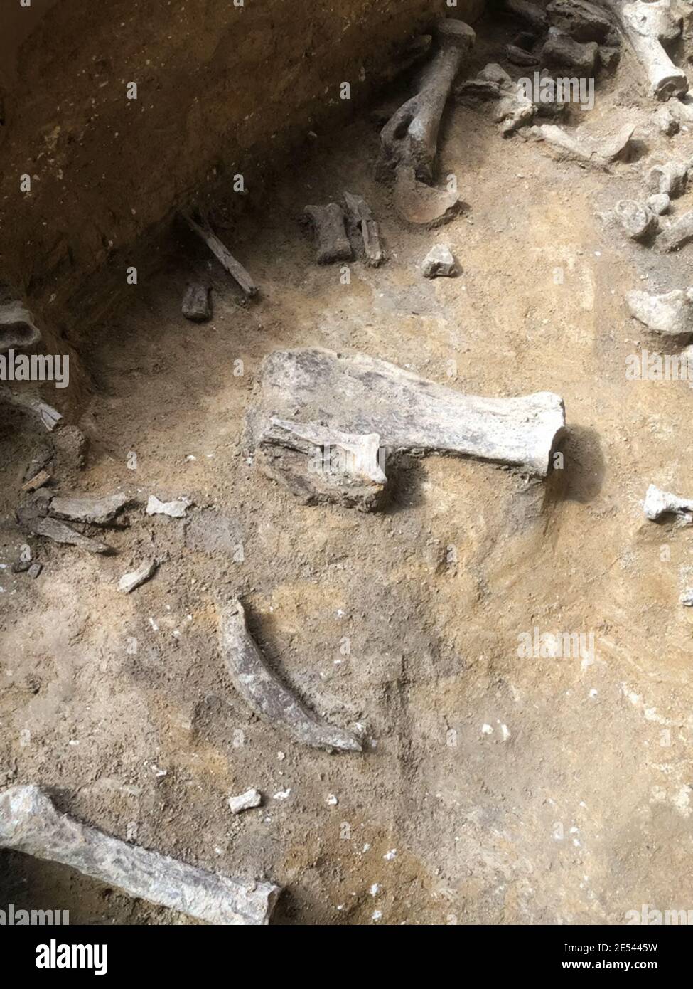 The parking lot of an ancient man. Lots of animal bones Stock Photo - Alamy