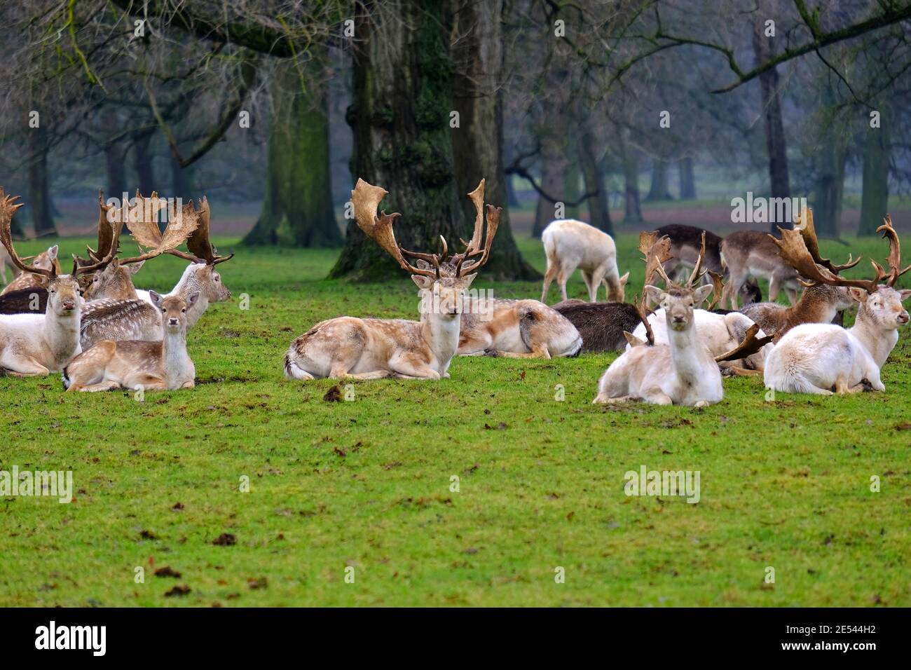White fallow deer uk hi-res stock photography and images - Alamy