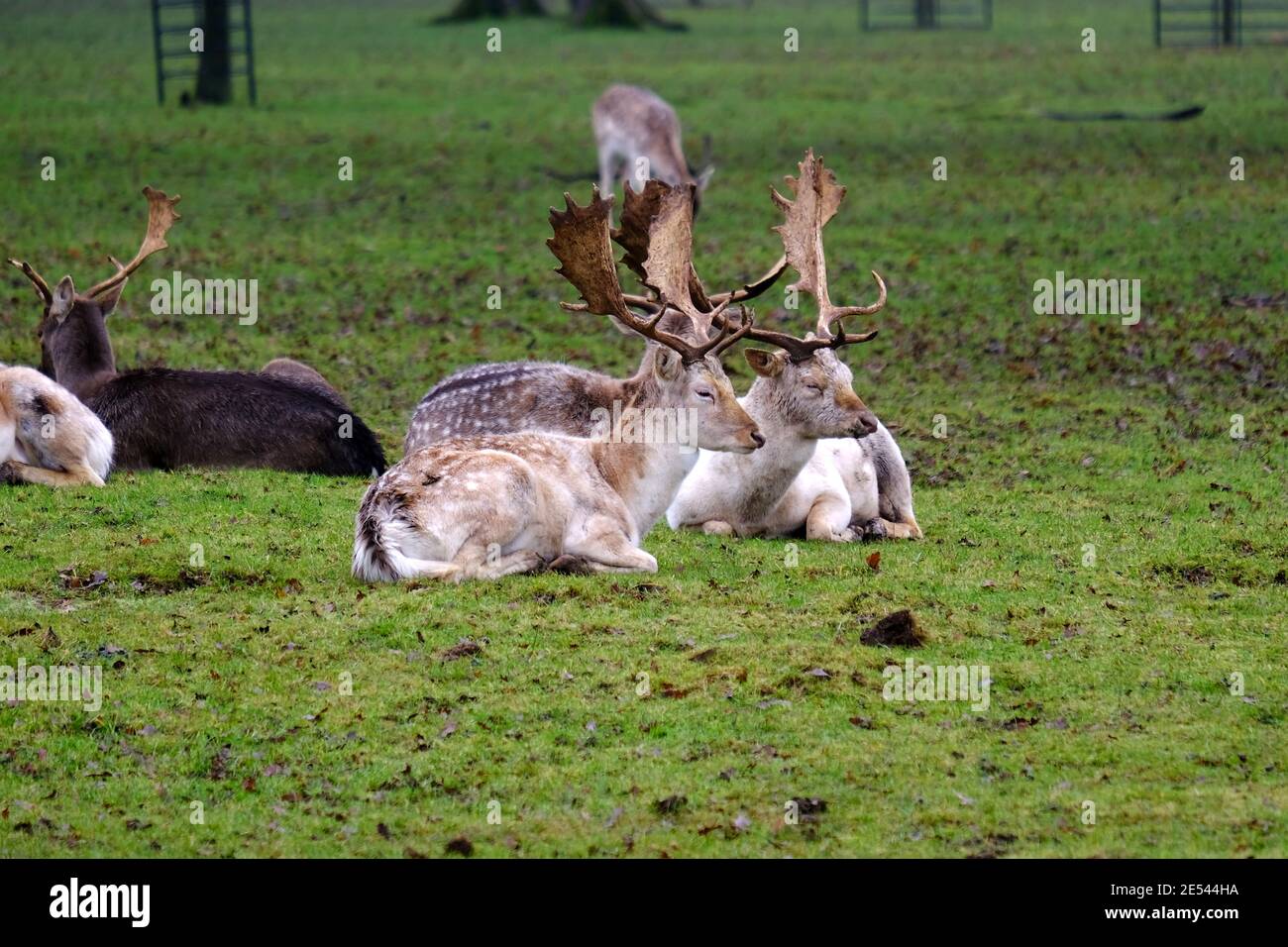 White fallow deer uk hi-res stock photography and images - Alamy