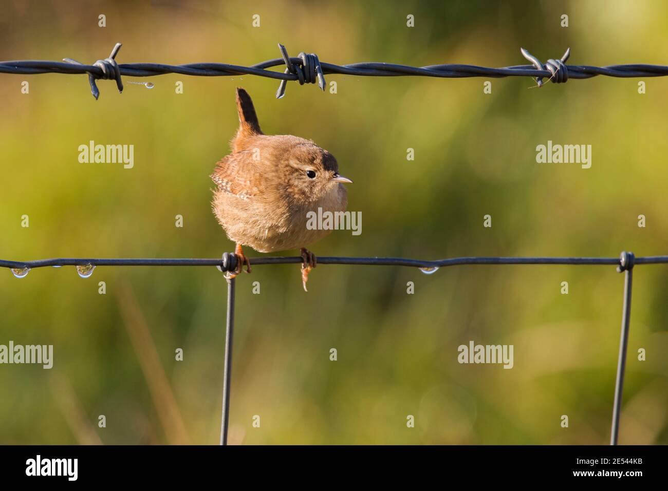 British wren hi-res stock photography and images - Alamy