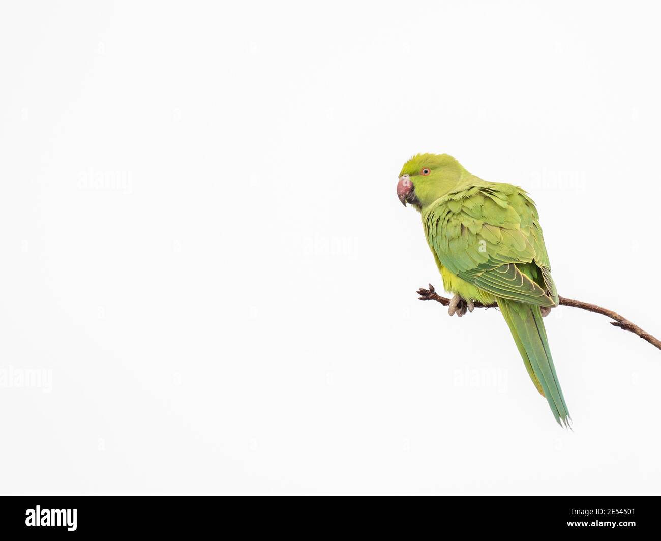 White bill ring Cut Out Stock Images & Pictures - Alamy