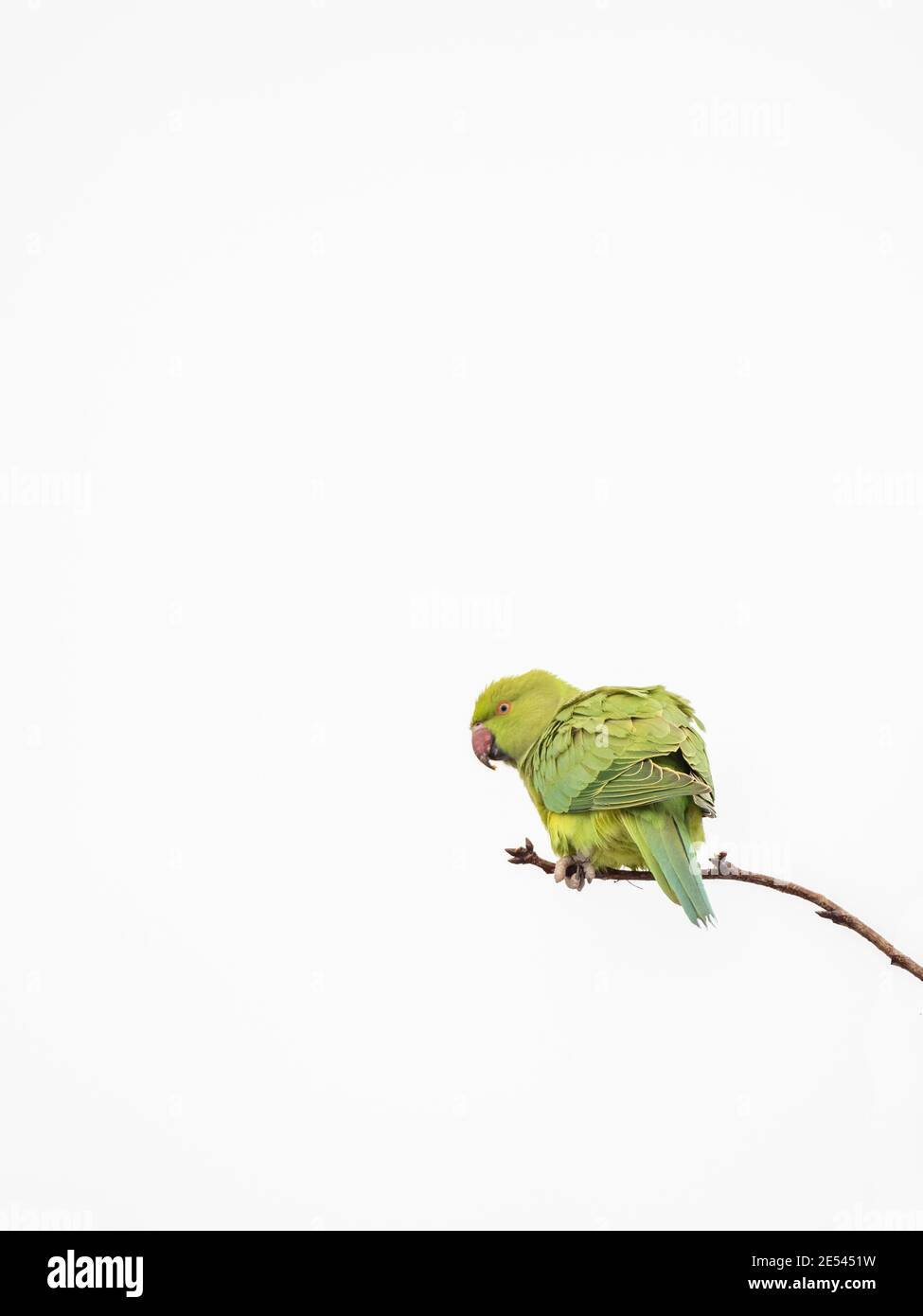 White bill ring Cut Out Stock Images & Pictures - Alamy