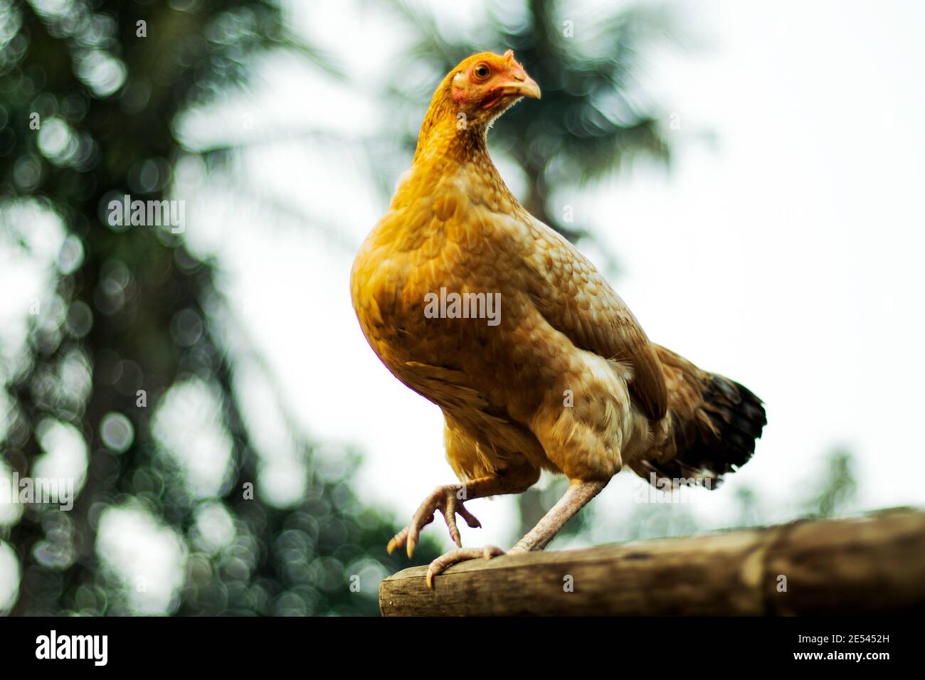 Chicken or hen running in big green and color vegetable field for ...