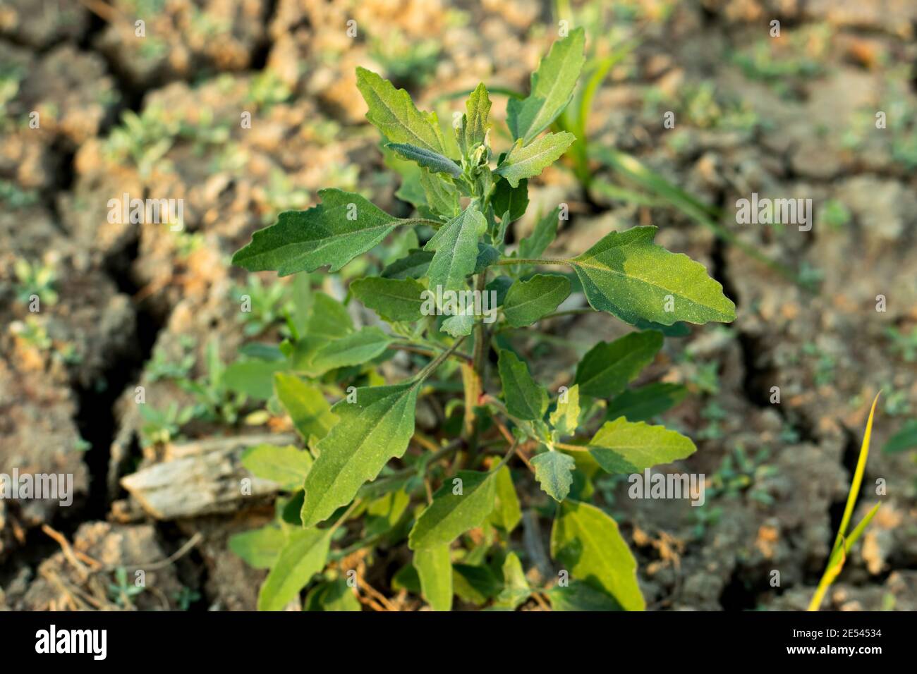 Fat-hen ppr Chenopodium album grass and vegitable Stock Photo - Alamy