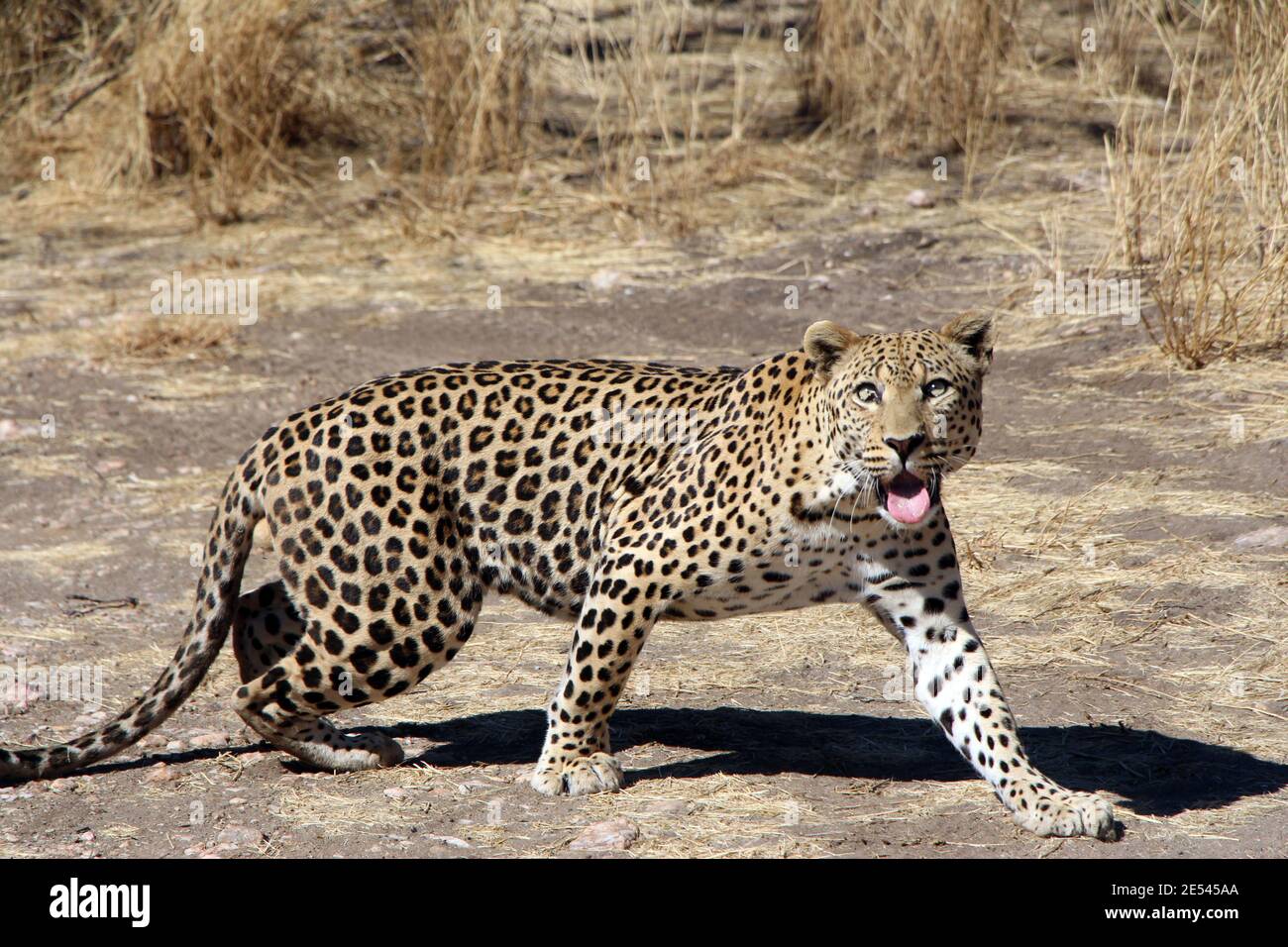 Hungary Leopard in Namibia Stock Photo - Alamy