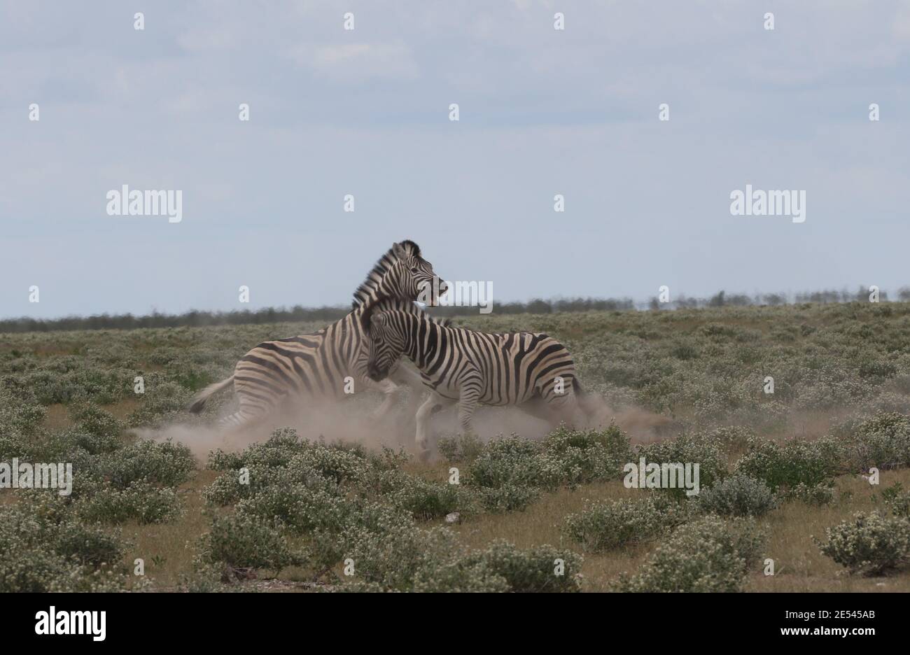 Zebras having fun hi-res stock photography and images - Alamy