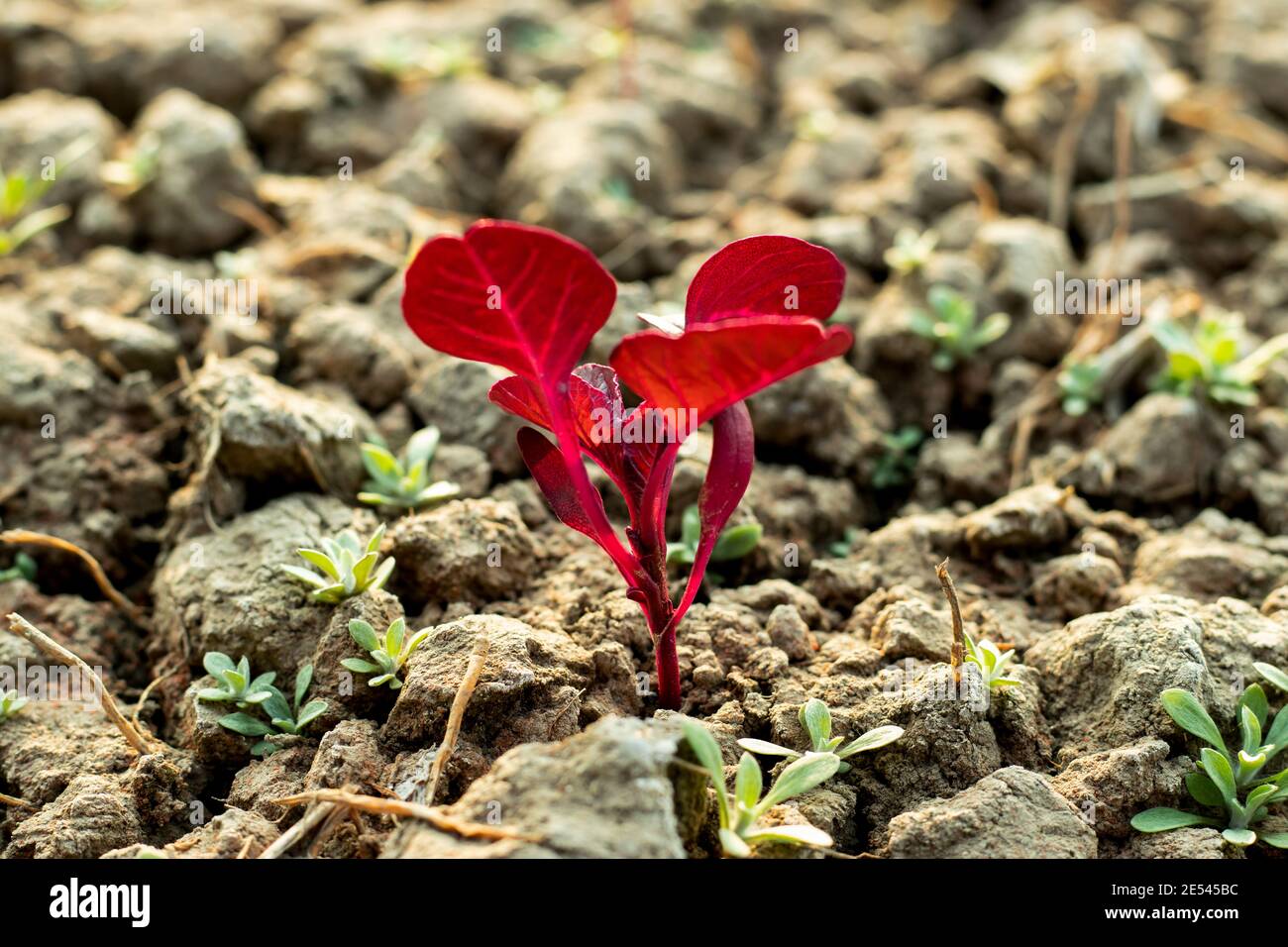 Deep reddish coloured leaves hi-res stock photography and images - Alamy