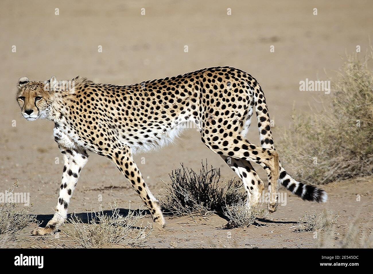 Close upshot of a cheetah Stock Photo - Alamy