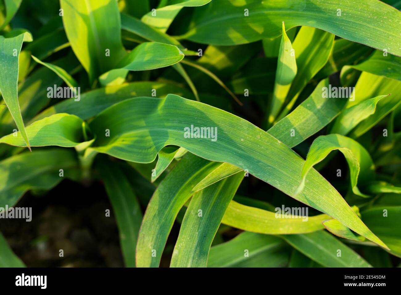 Green Maize leaf or corn tree plant and also Maize is an annual grass ...